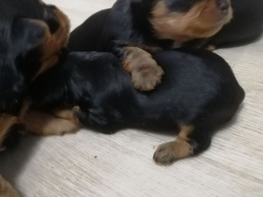 Йоркширский терьер щенки