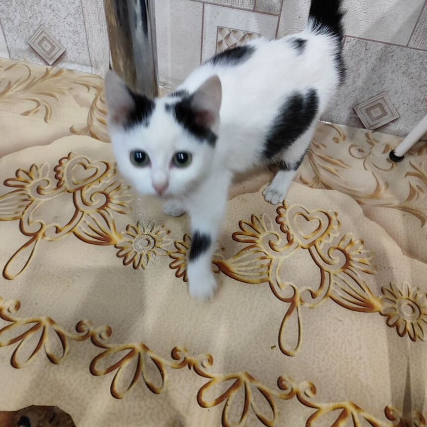 Пристраиваются котята