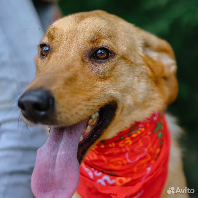 Баффи очень хочет домой