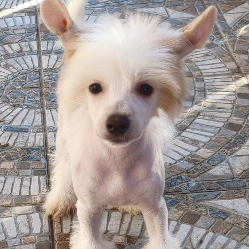 Китайская хохлатая, щенок