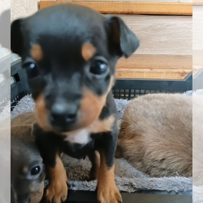 Русский той-терьер, щенок