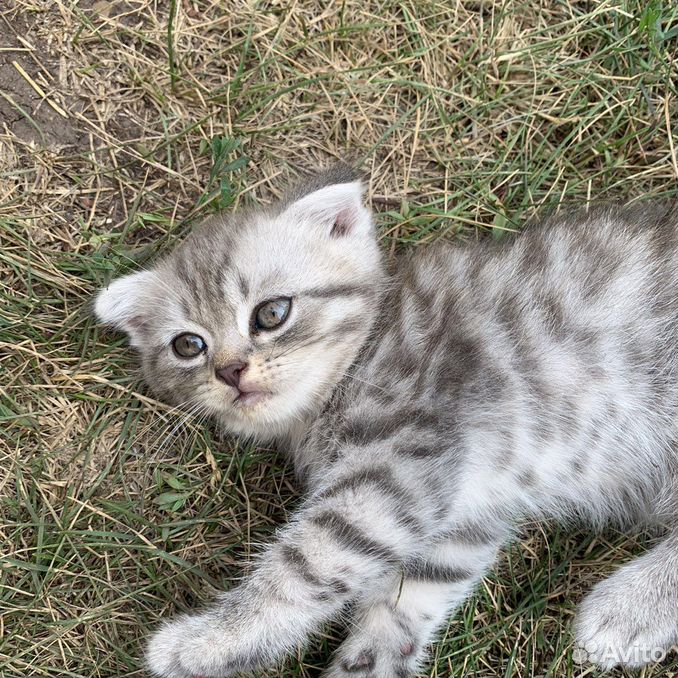 Серый котенок вислоухий