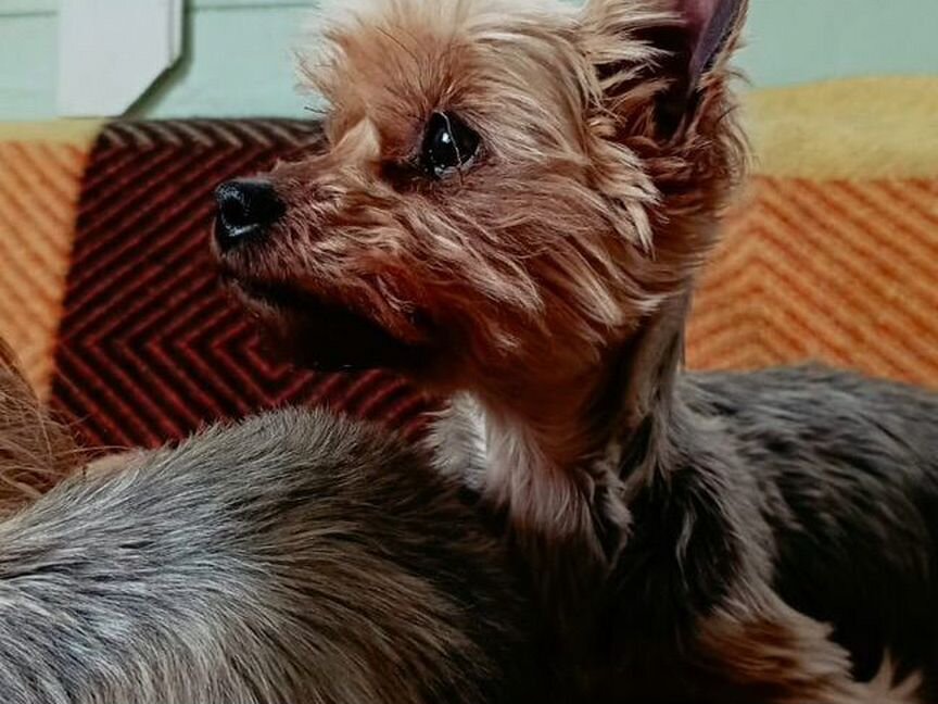 Йоркширский терьер девочки