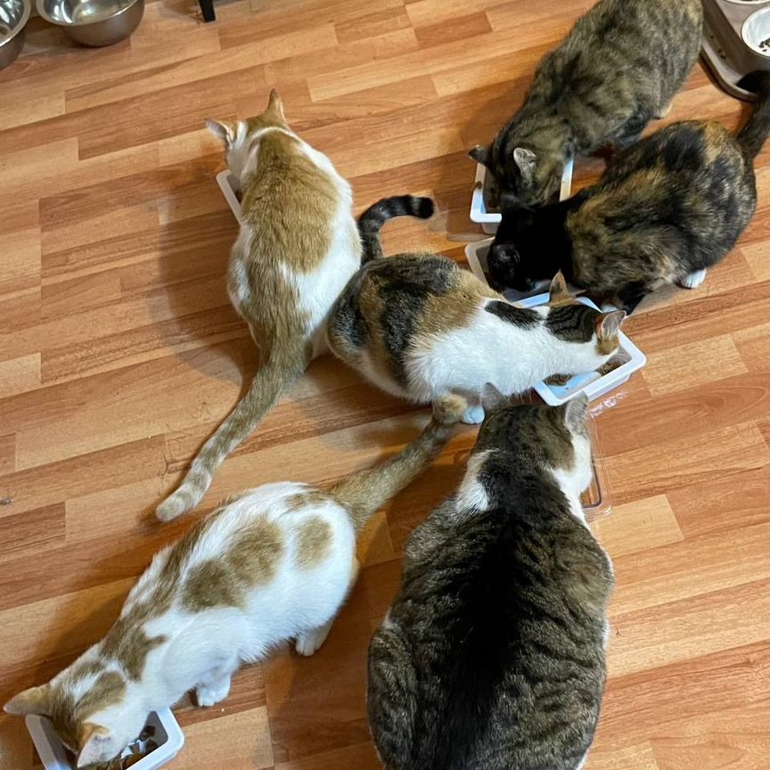 Возьми кошечку