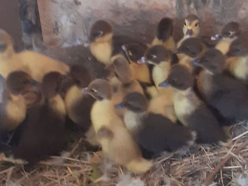 Индоутята недельные