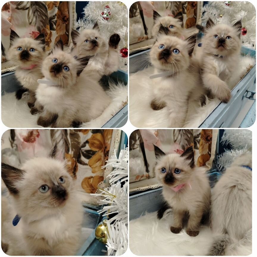 Невский маскарадный котёнок