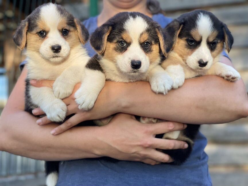 Девочки Вельш-корги кардиган