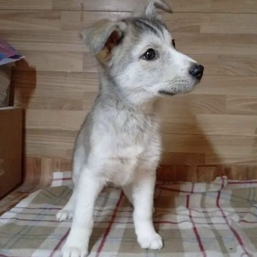 Щенок в добрые руки