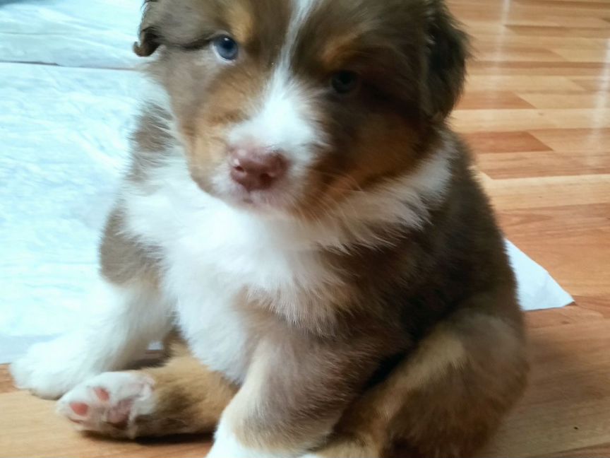 Домашние животные собаки овчарка Аусси