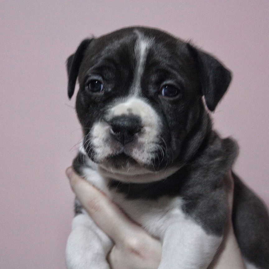 Американский стаффордширский терьер, щенок