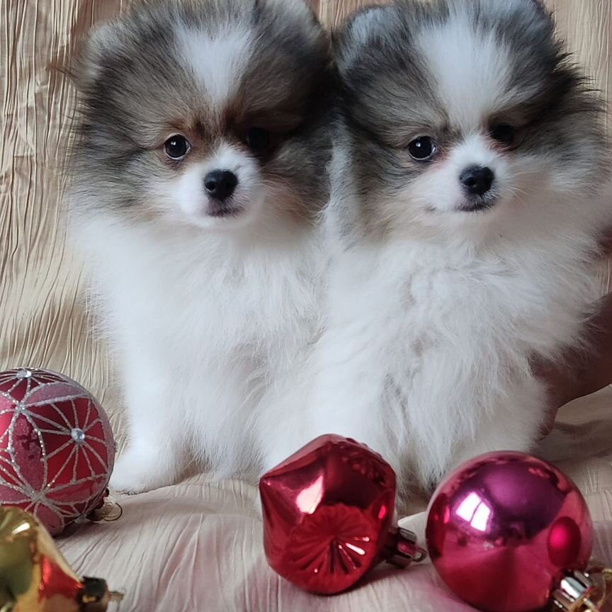 Померанский шпиц, щенок