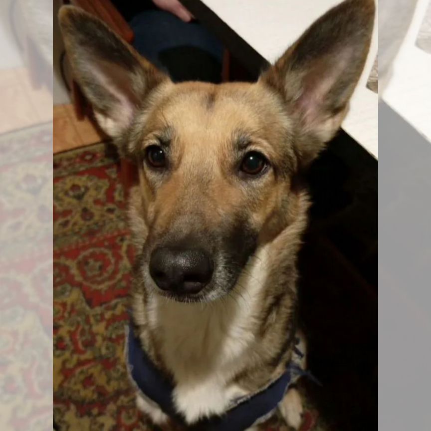 Взрослая собака в добрые руки