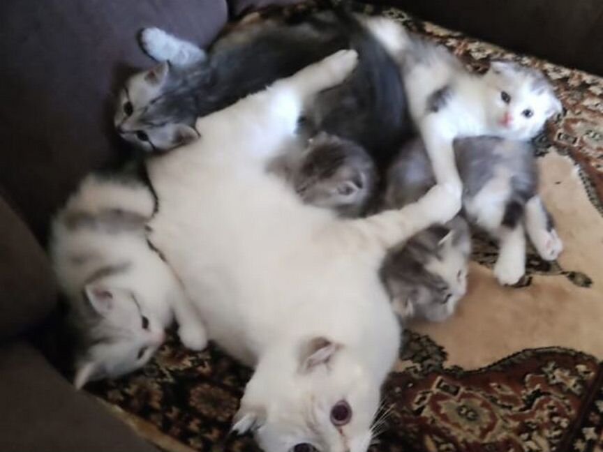 Отдам бесплатно британская вислоухая