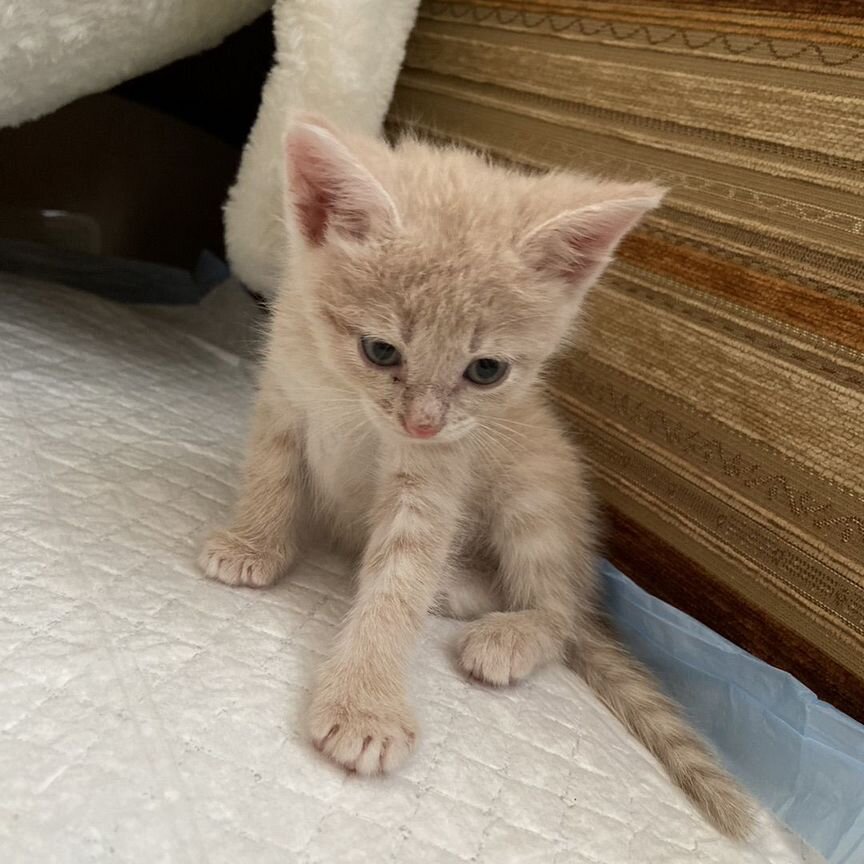 Котёнок 1-1,5 месяца