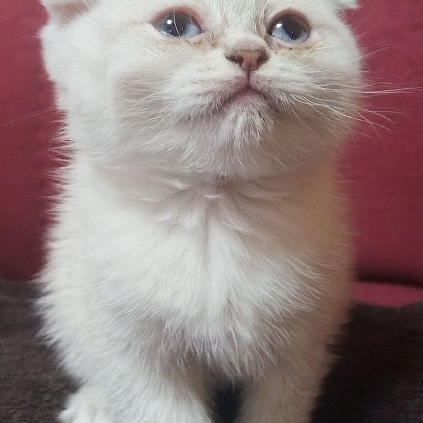 Вислоухая малышка