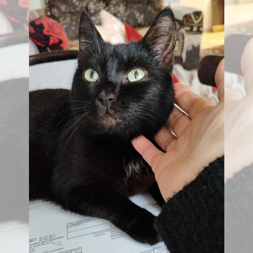 Взрослая кошка в добрые руки