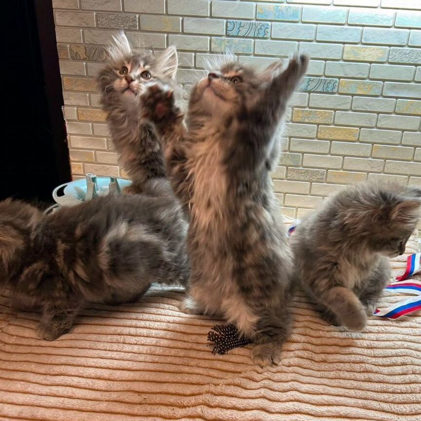 Кошки