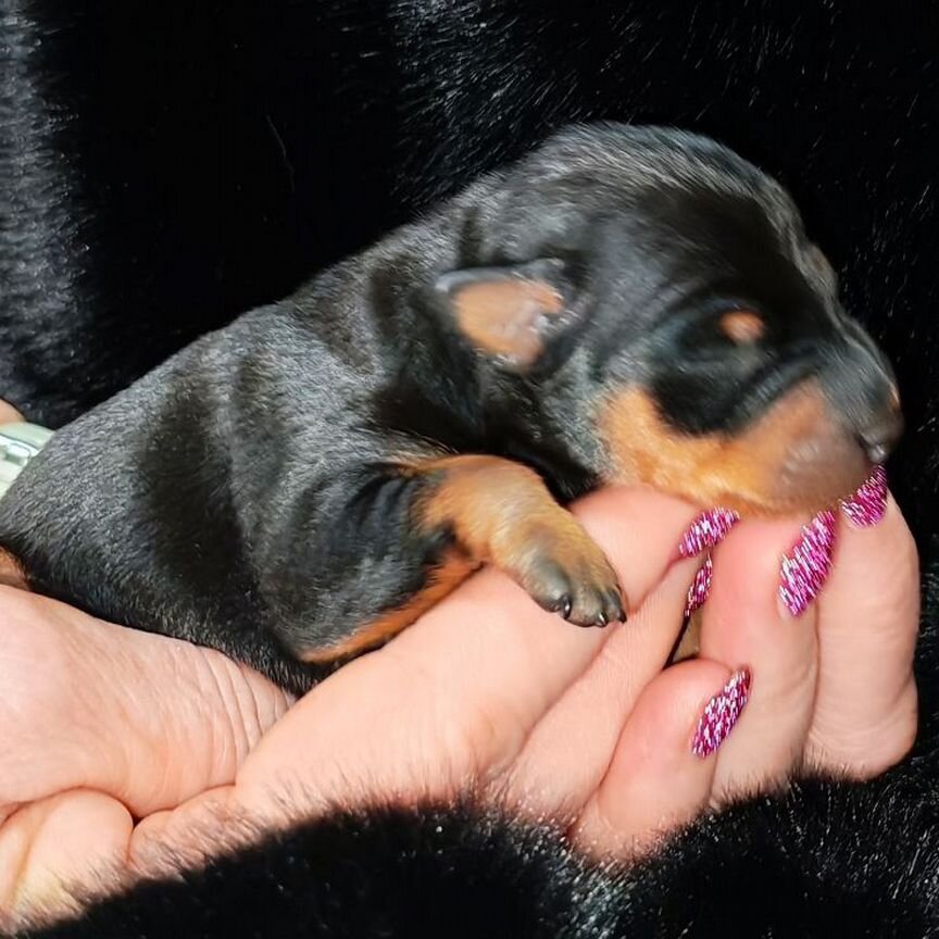 Цвергпинчер, щенок