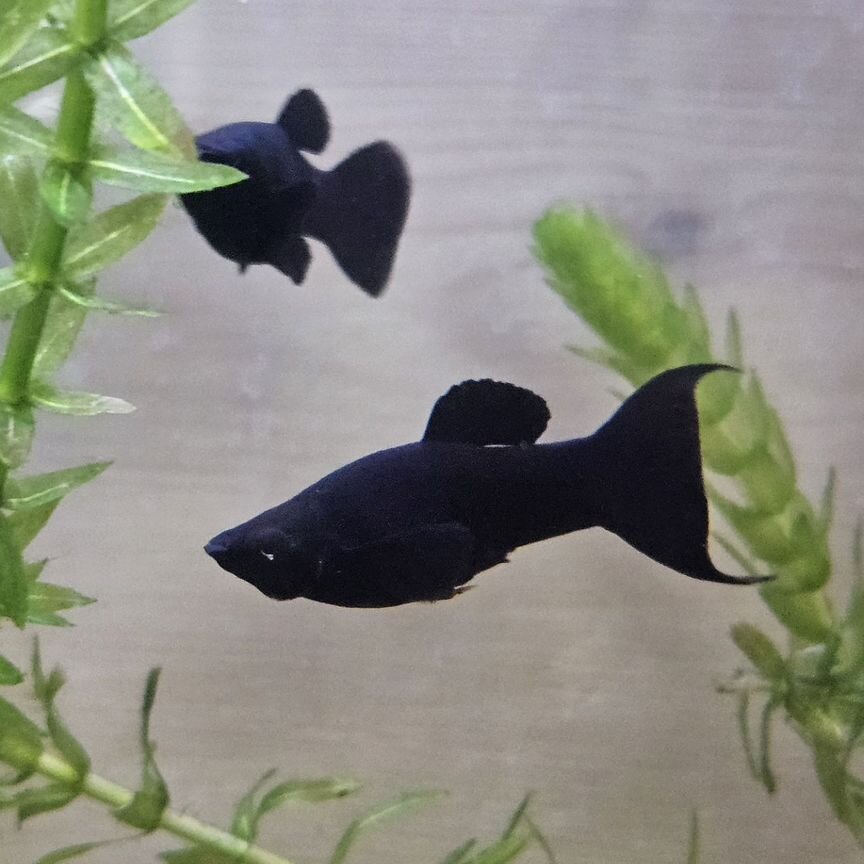 Моллинезия самец