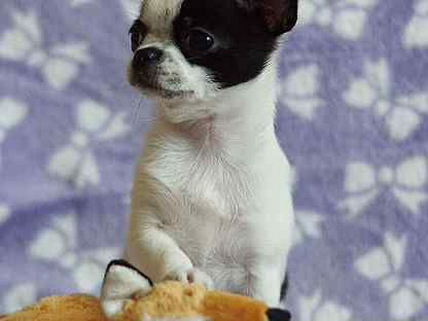 Эксклюзивная девочка взрослая