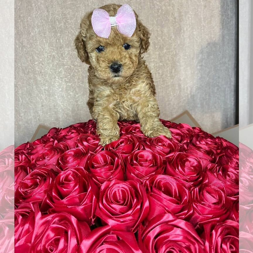 Той-пудель, щенок