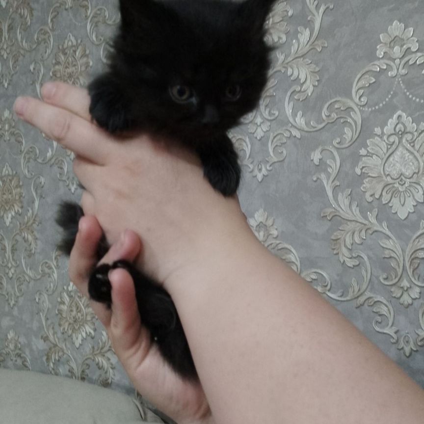 Котята в добрые руки бесплатно