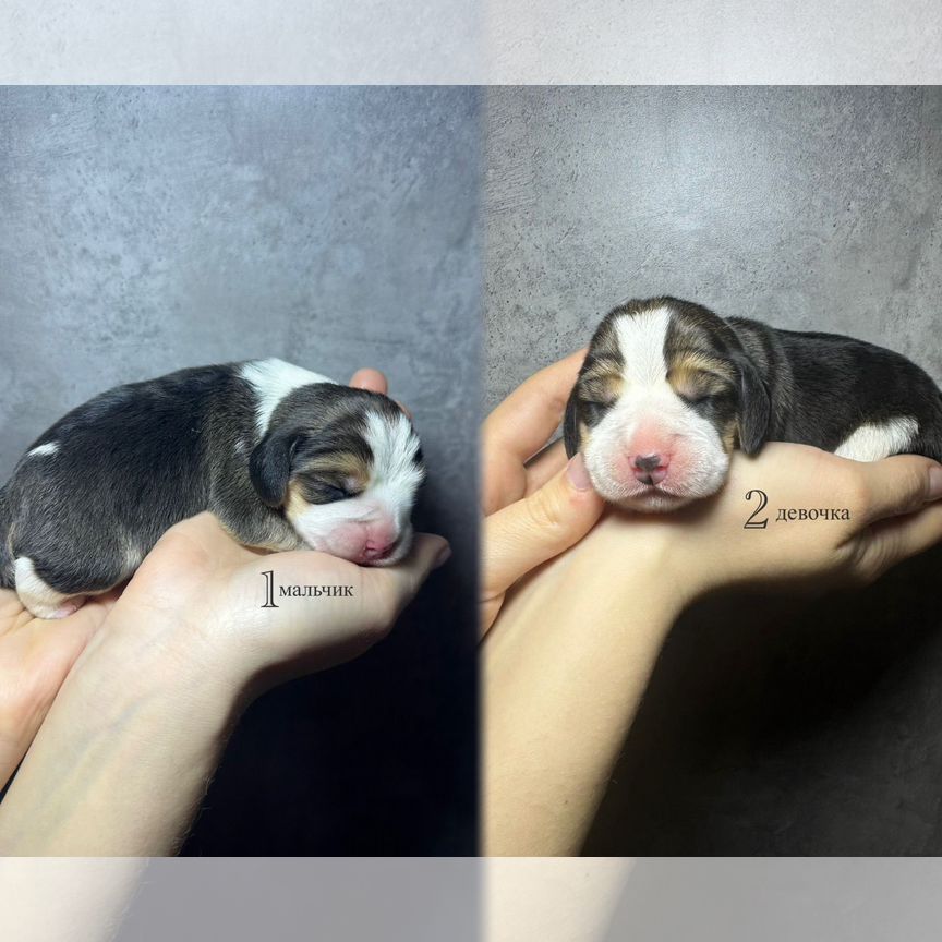 Бигль, щенок