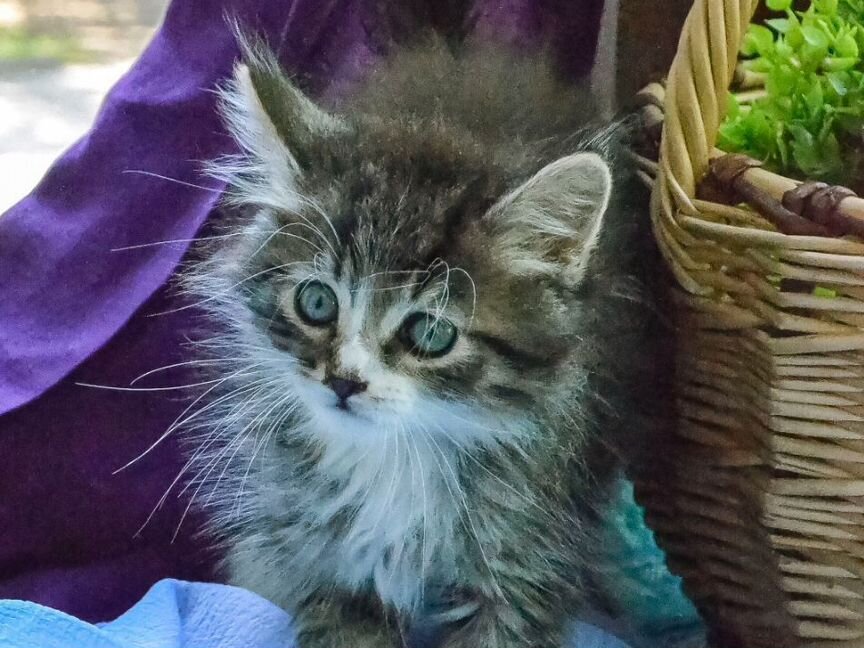 Котята в добрые руки