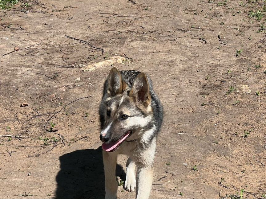 Щенок подросток кобель