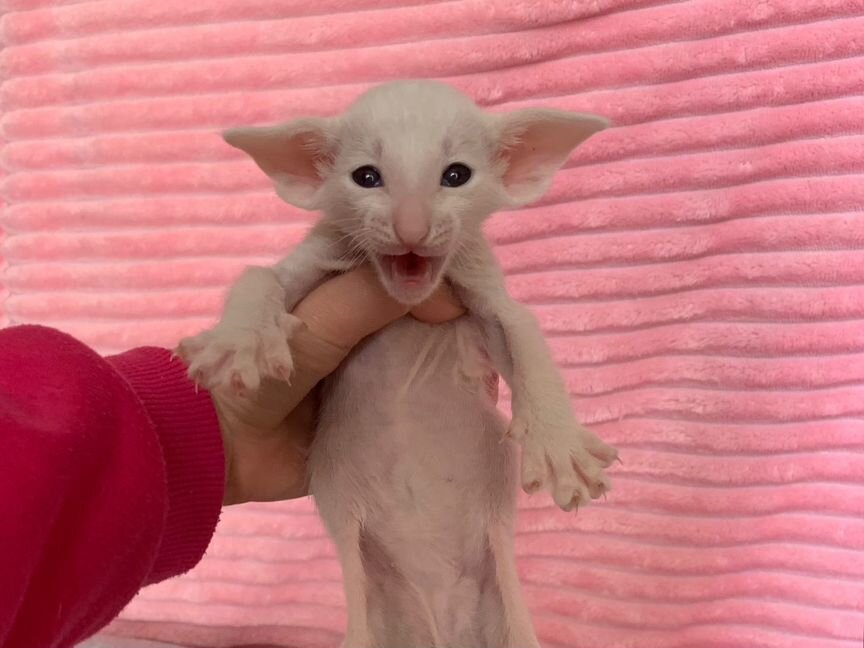 Ориентальные котята