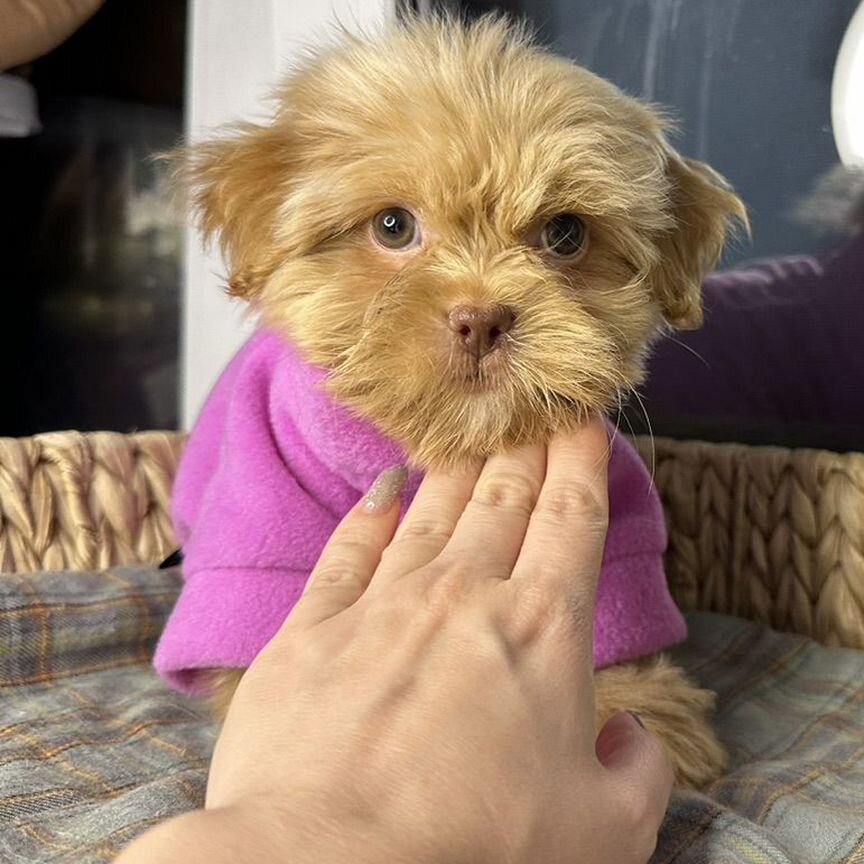 Карамельный мальтипу бэби фейс