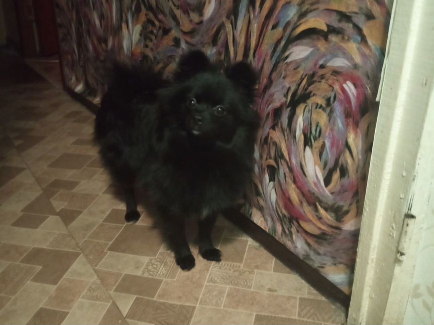 Продам померанского шпица