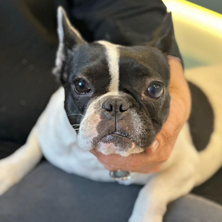 Французский бульдог, взрослая собака