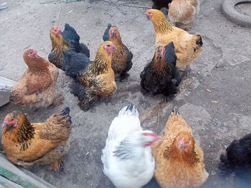 Продажа домашней птицы