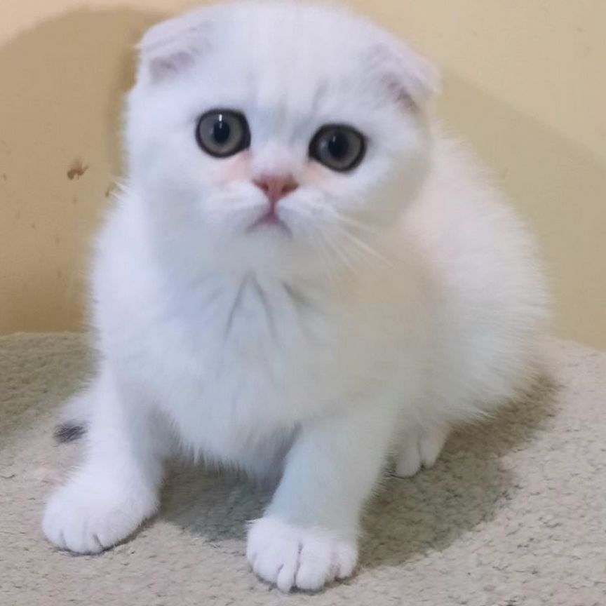 Шотландская