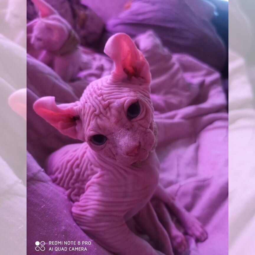 Канадский сфинкс котёнок