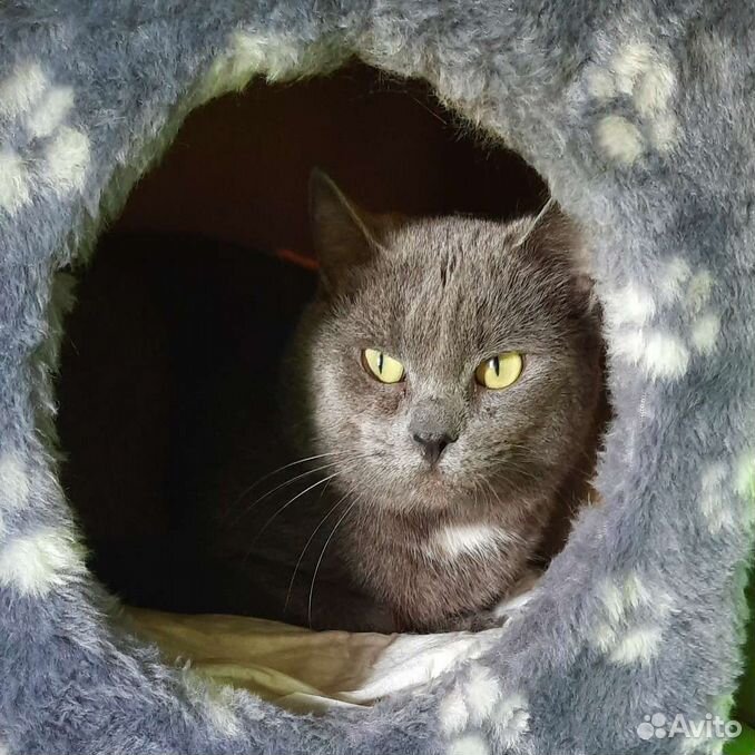 Потрясающий красоты кот