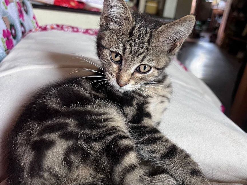 Котенок