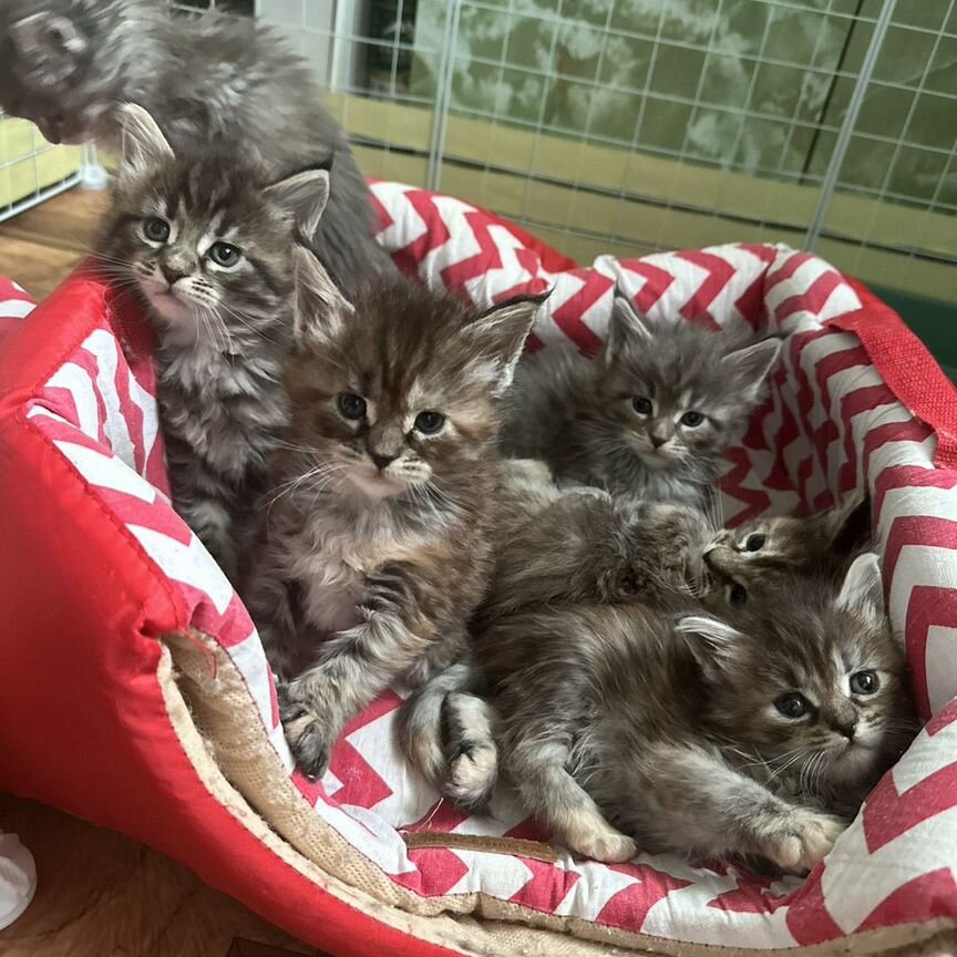 Котята мейн-кун