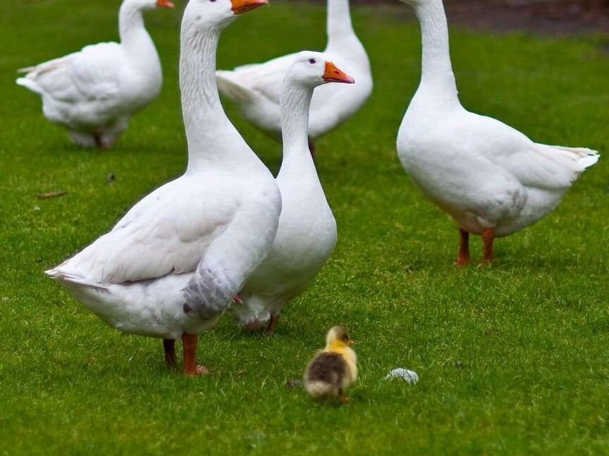 Несушки,Бройлеры,Гуси,Утки,Муларды