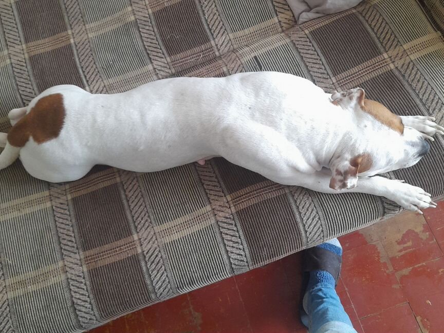 Отдам бесплатно питбуля