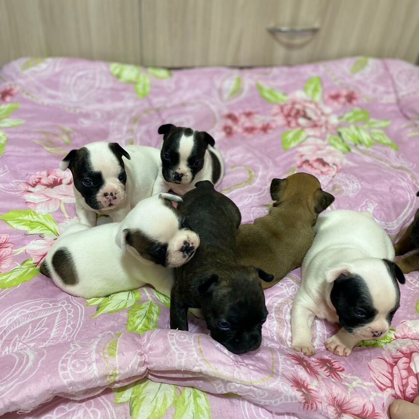 Французский бульдог щенки