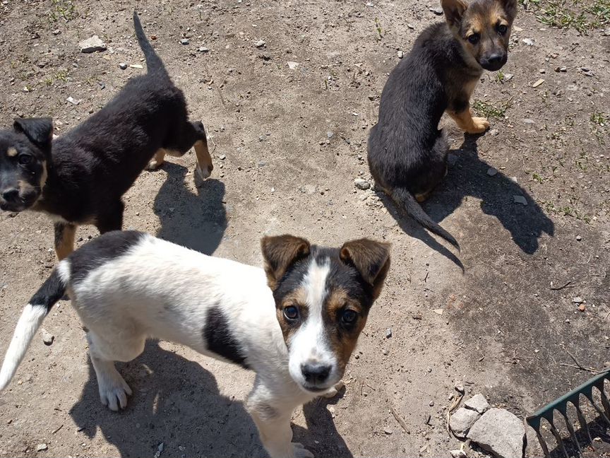 Щенки бесплатно