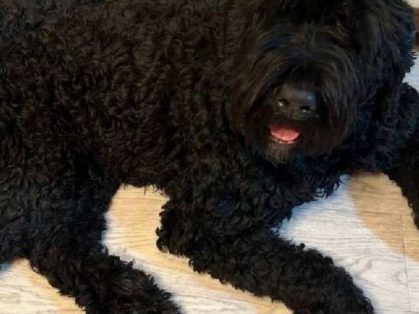 Собака в хорошие руки