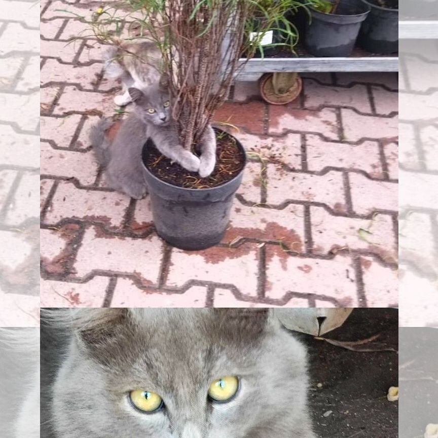 Котик подросток ищет дом