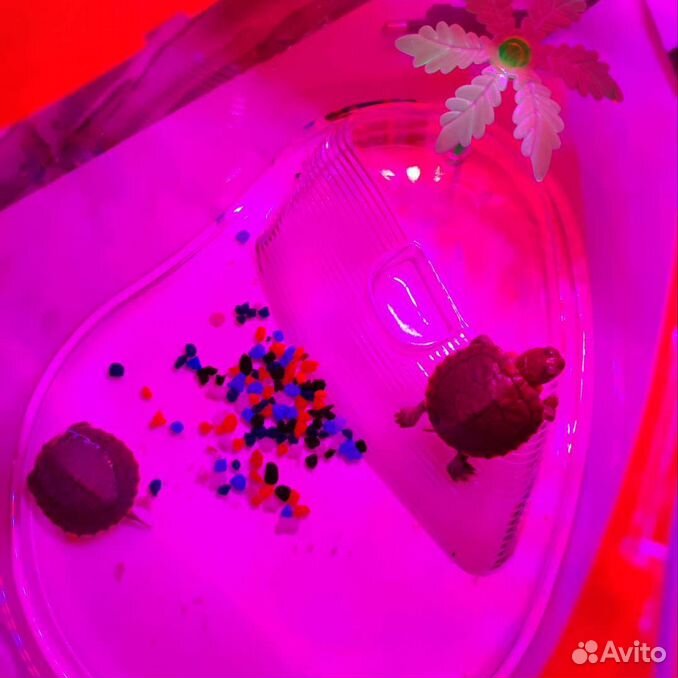 Черепашки красноухие