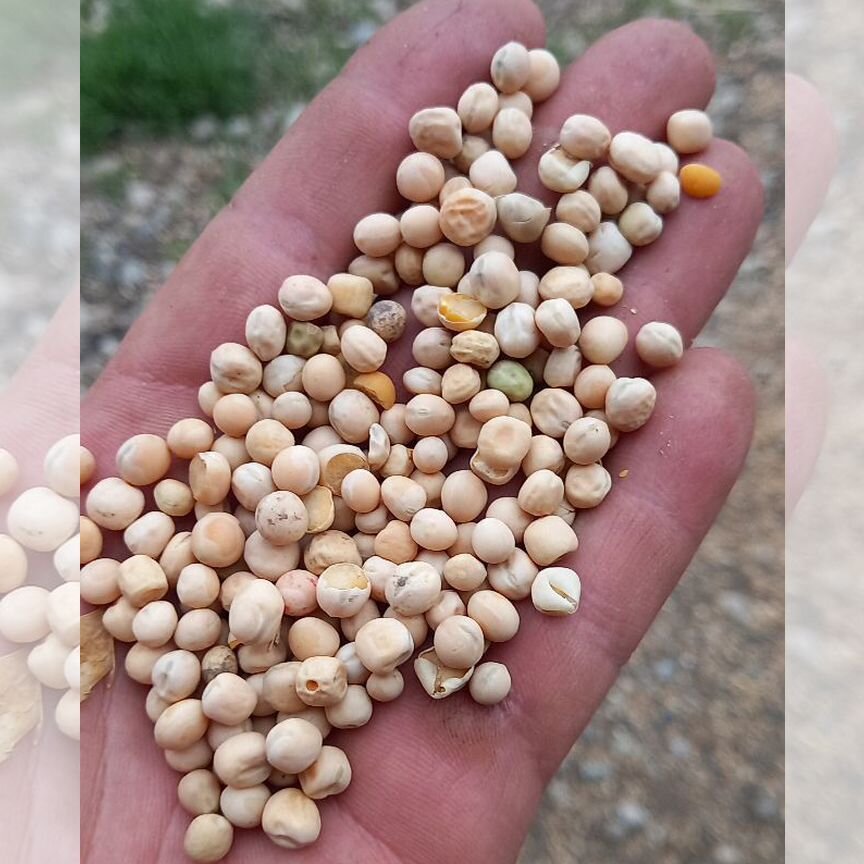 Горох кормовой