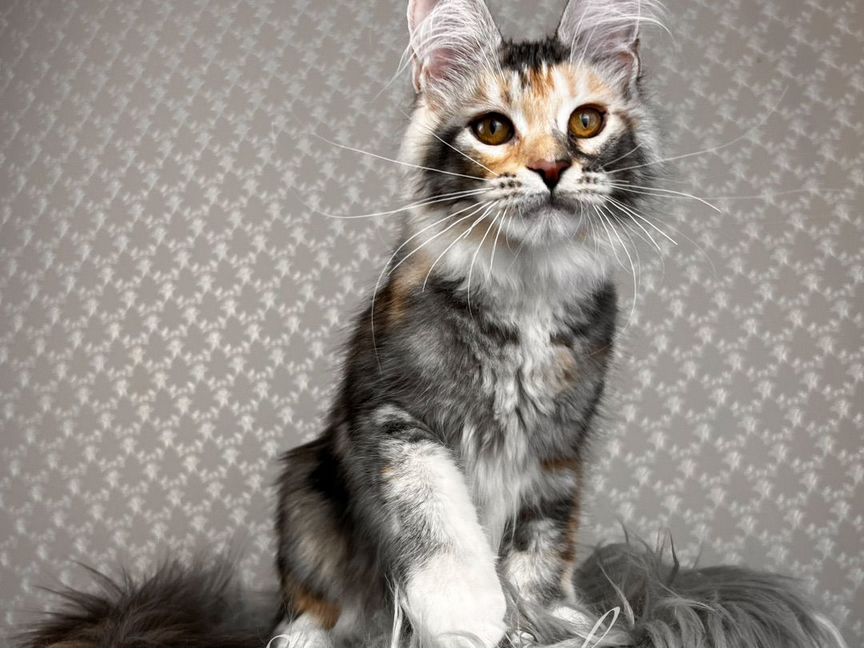 Кошечка мейн кун Малина