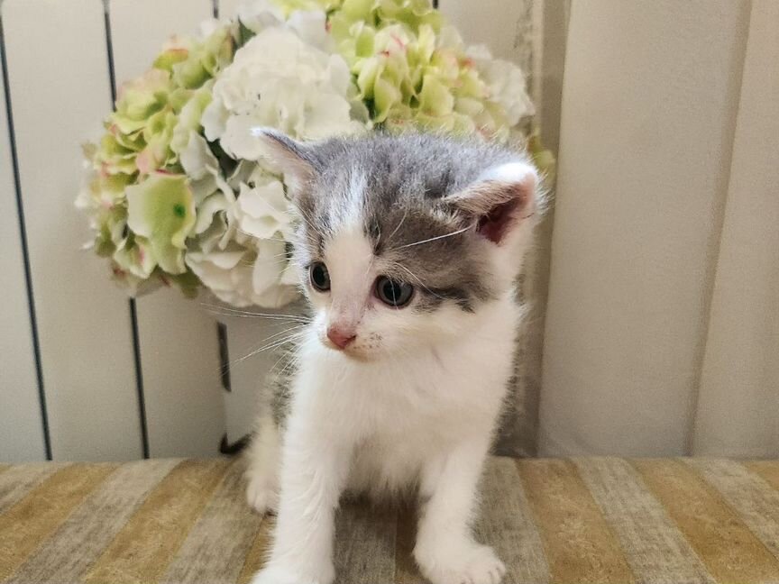Котятки с анализами в дар