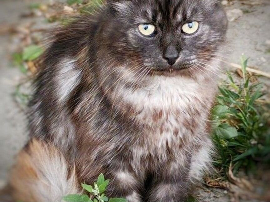 Кот в дар в добрые рууи